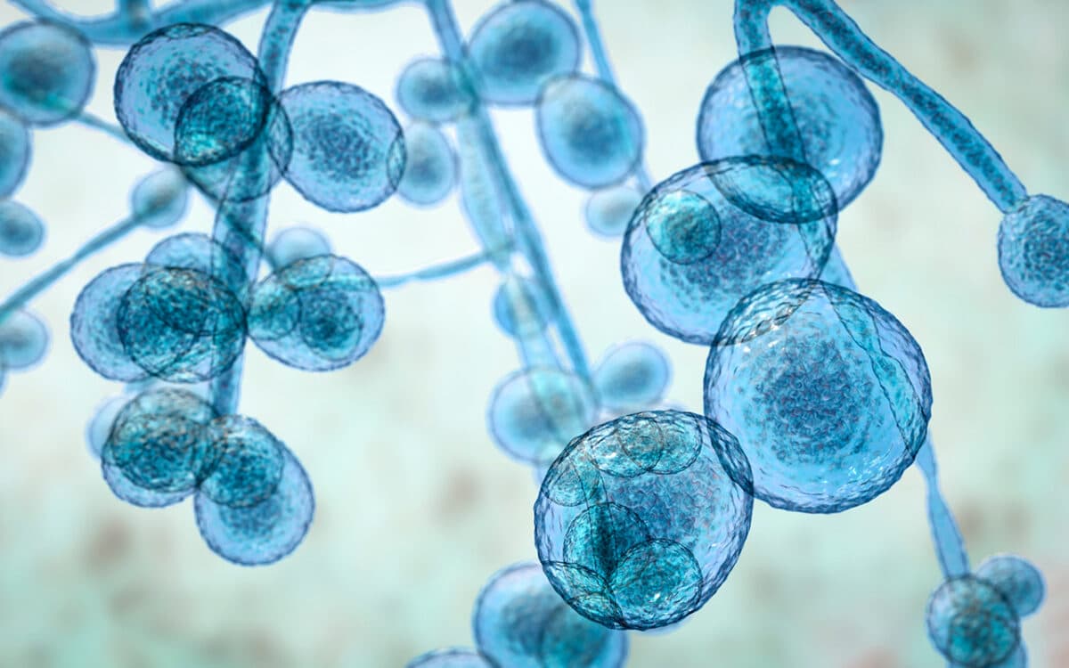 Candida Auris Symptoms: Identifying and Understanding Risks