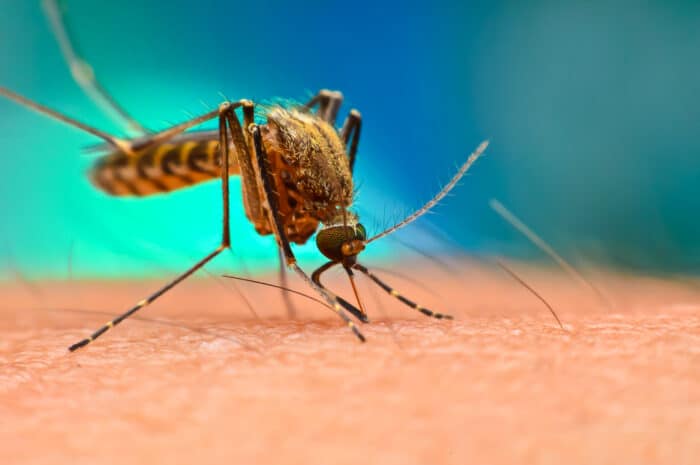 Is Malaria Contagious? Unveiling the Truth About Malaria Transmission